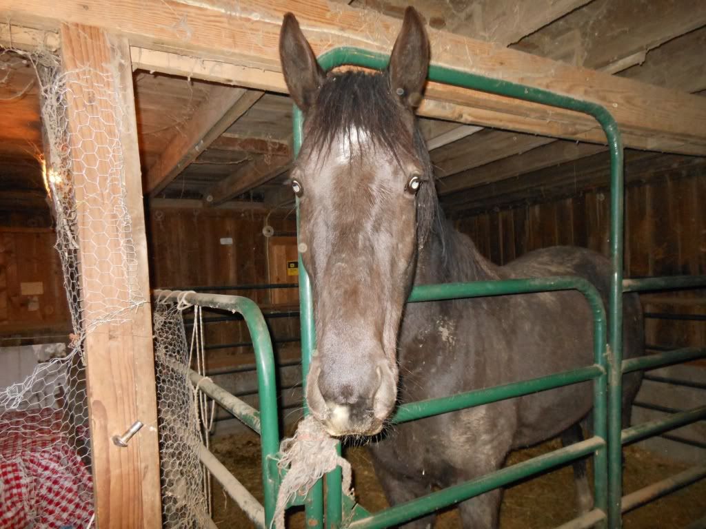 building stalls, fencing and general noobie questions | The Horse Forum building stalls, fencing and general noobie questions | The Horse Forum
